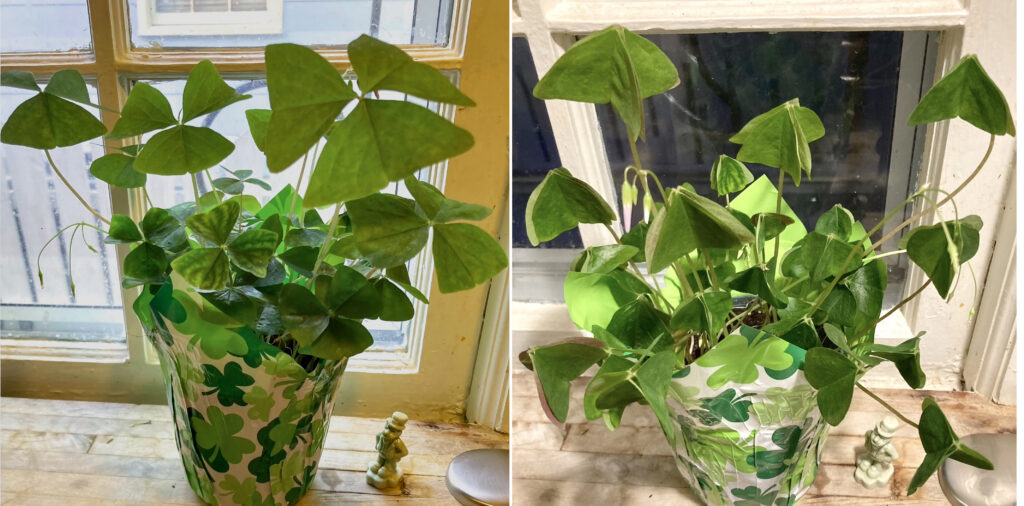 Open and Shut…the shamrock’s lesson – Kathryn Louise Wood